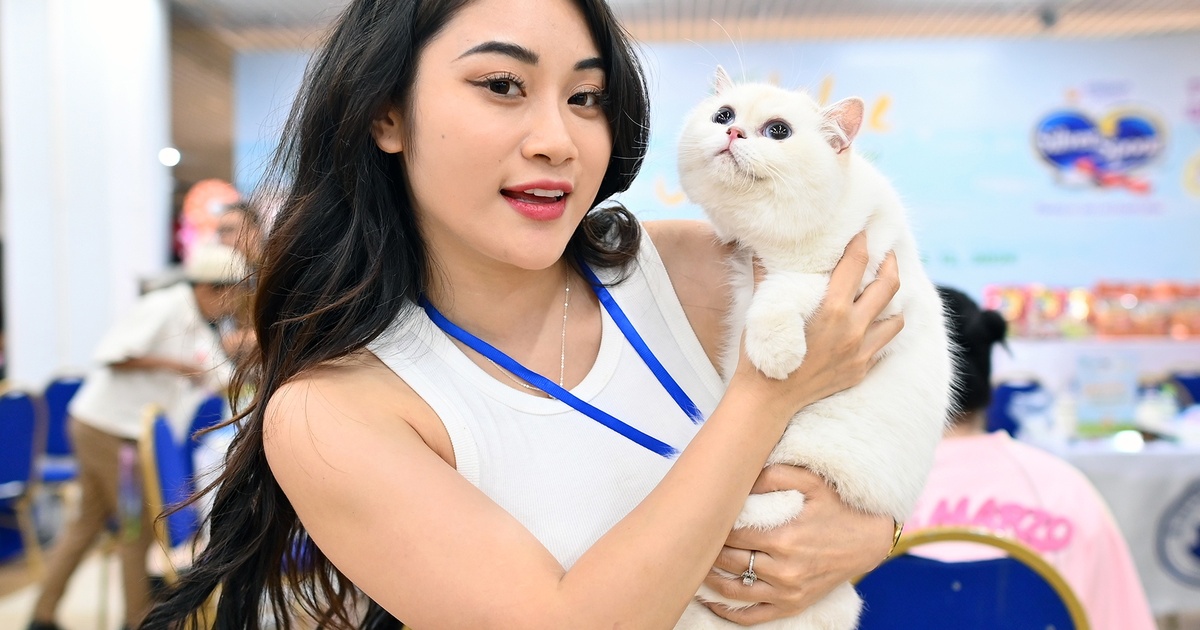 Mèo quý hiếm giá trăm triệu đọ dáng trong cuộc thi sắc đẹp ở Việt Nam